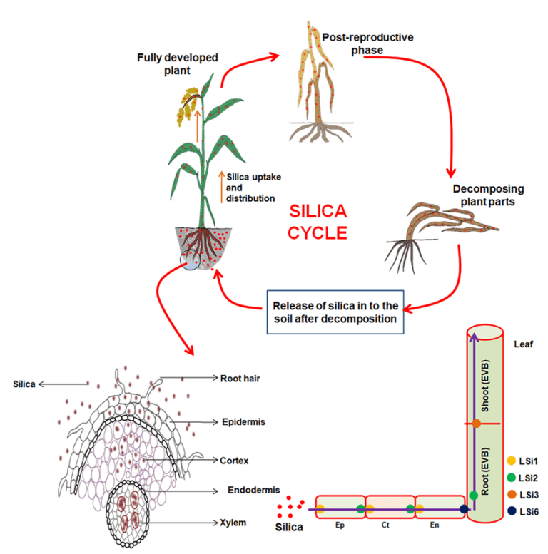 Best Silica for Plants: What It Is, Why It Matters, and How to Use It ...