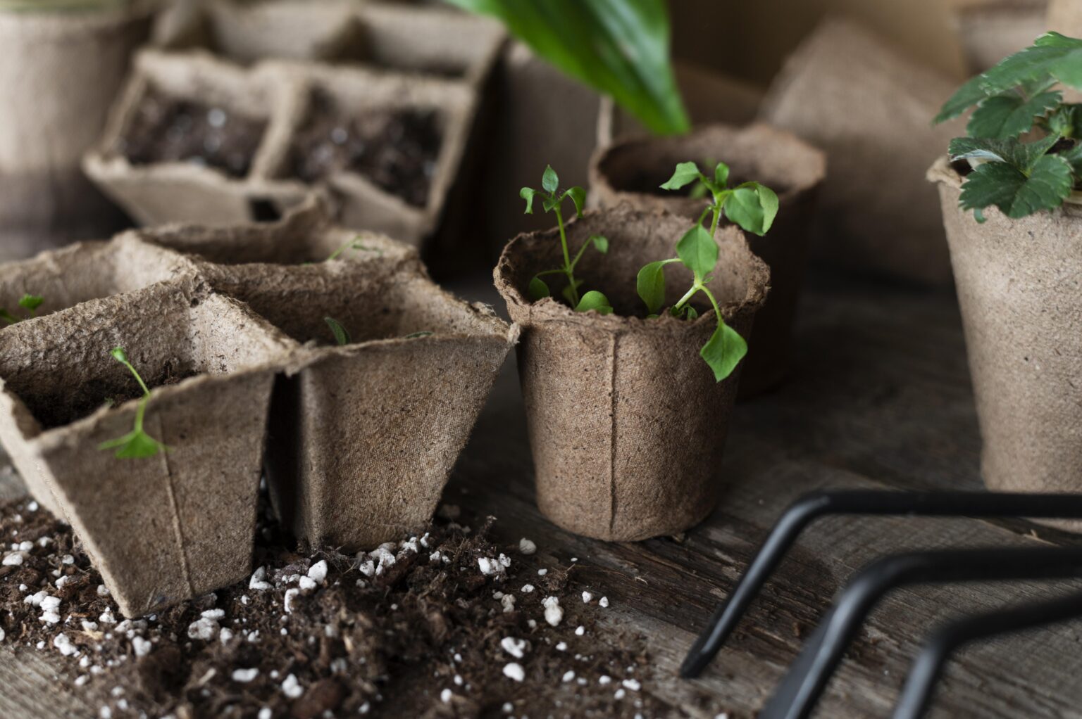 Rockwool for Plants: What It Is, How It Works, and How to Use It for ...