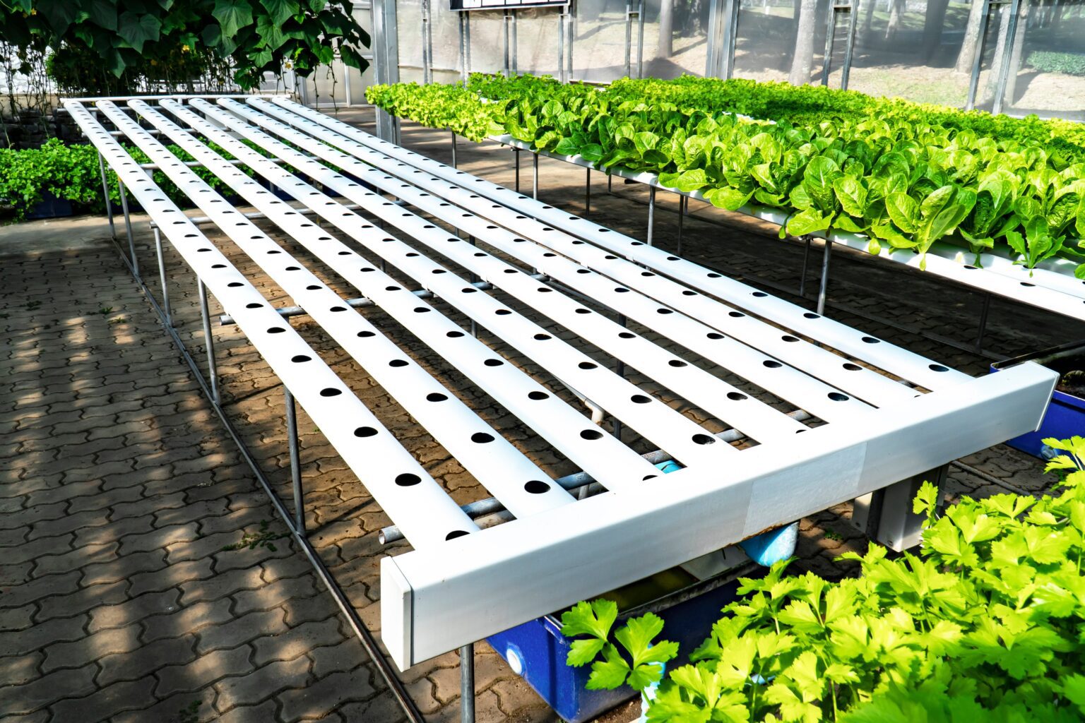 Best Hydroponic System: How to Choose the Right One for Your Plants