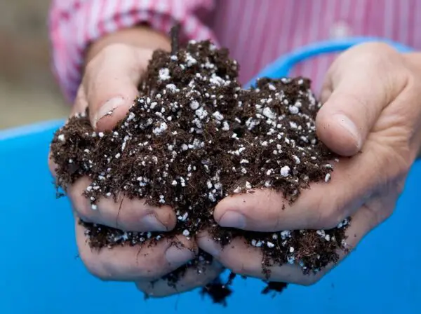 Perlite: What It Is and How to Use It Correctly - South Elmonte Hydroponics