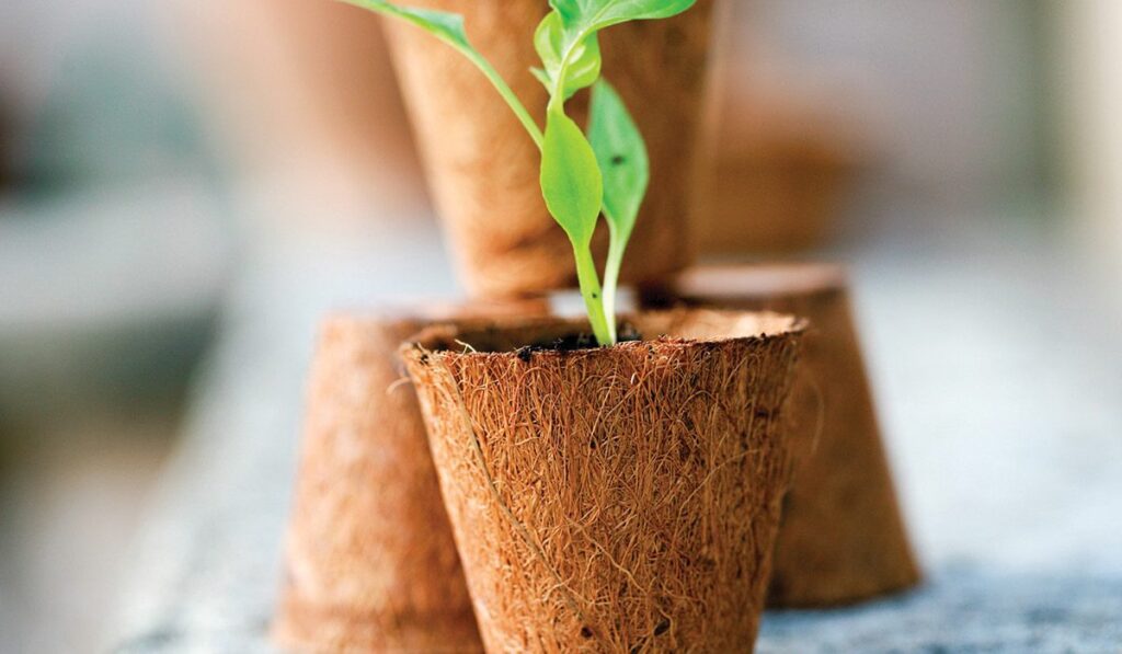 Propagating Seedlings with Coco Coir in Hydroponics - South Elmonte ...