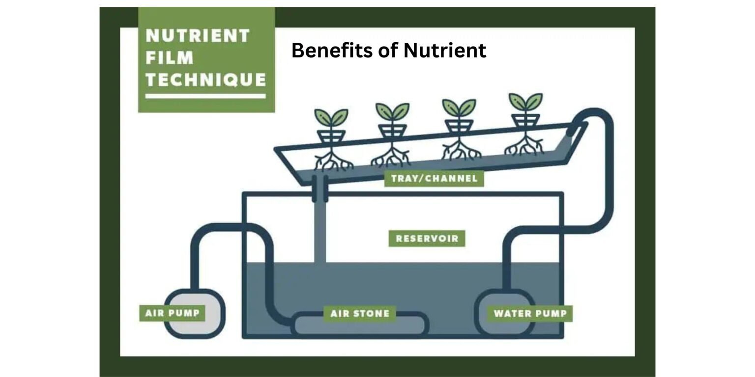 How to Unlock The Benefits of Nutrient Film Technique in Hydroponics ...