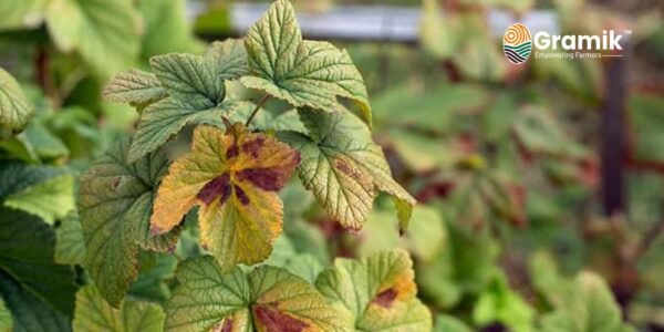 Copper (Cu) Nutrient Deficiencies: Causes, Symptoms, and Solutions for ...
