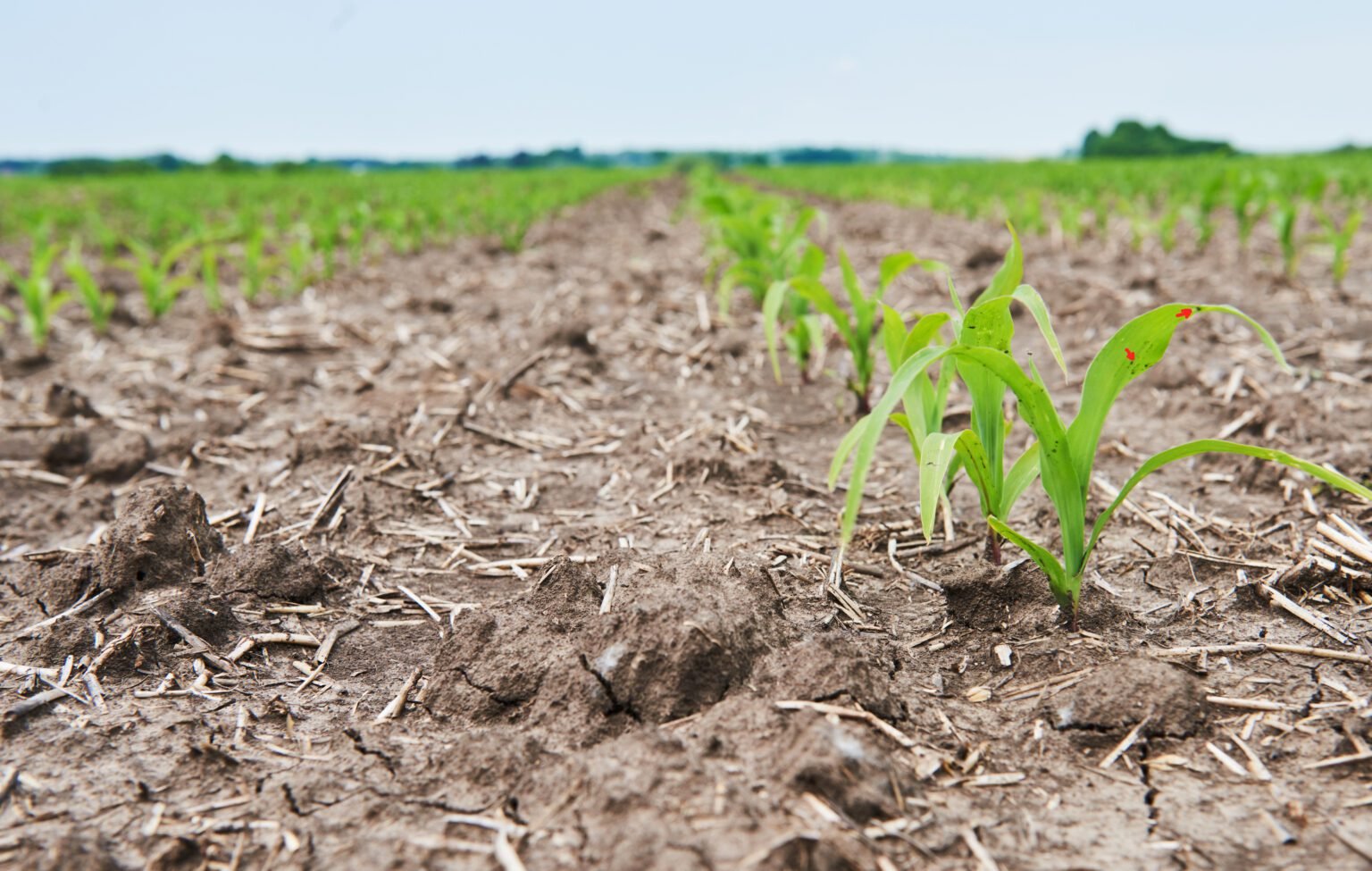How to Prevent and Cure Zinc Deficiency in Your Plants - South Elmonte ...