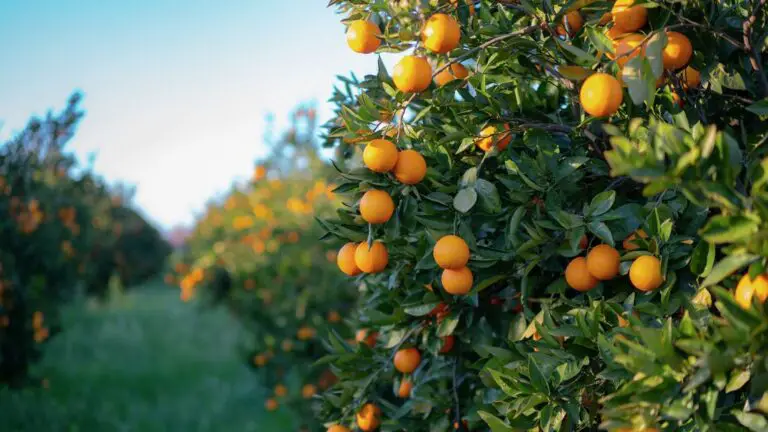 Mandarin Tree Care: How to Grow and Enjoy These Citrus Fruits - South ...
