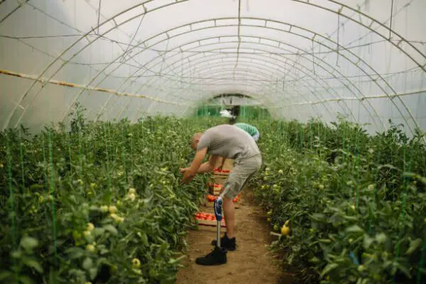 No Sunlight? No Problem! 10 Low Light Vegetables You Can Grow Indoors ...