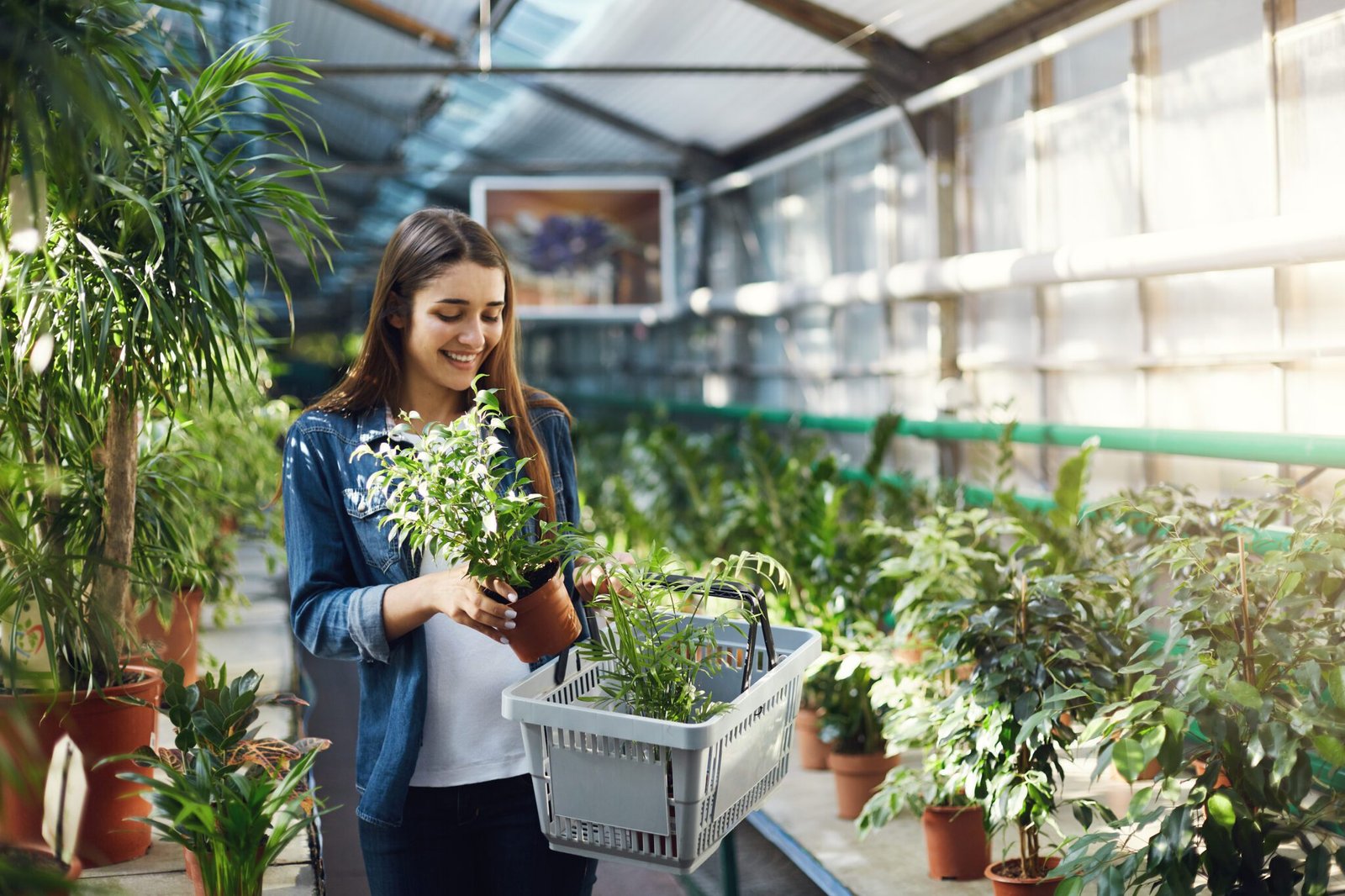 The Ideal Amount of Perlite for Optimal Plant Growth - South Elmonte ...
