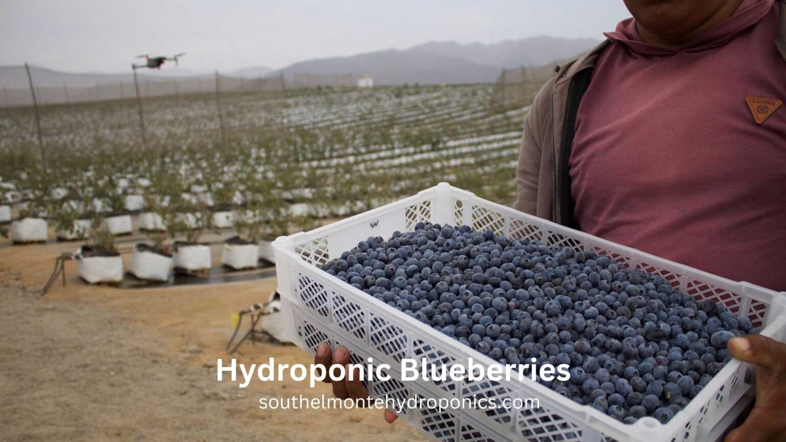 Hydroponic Blueberries: How to Grow best Sweet and Tangy Blueberries in ...