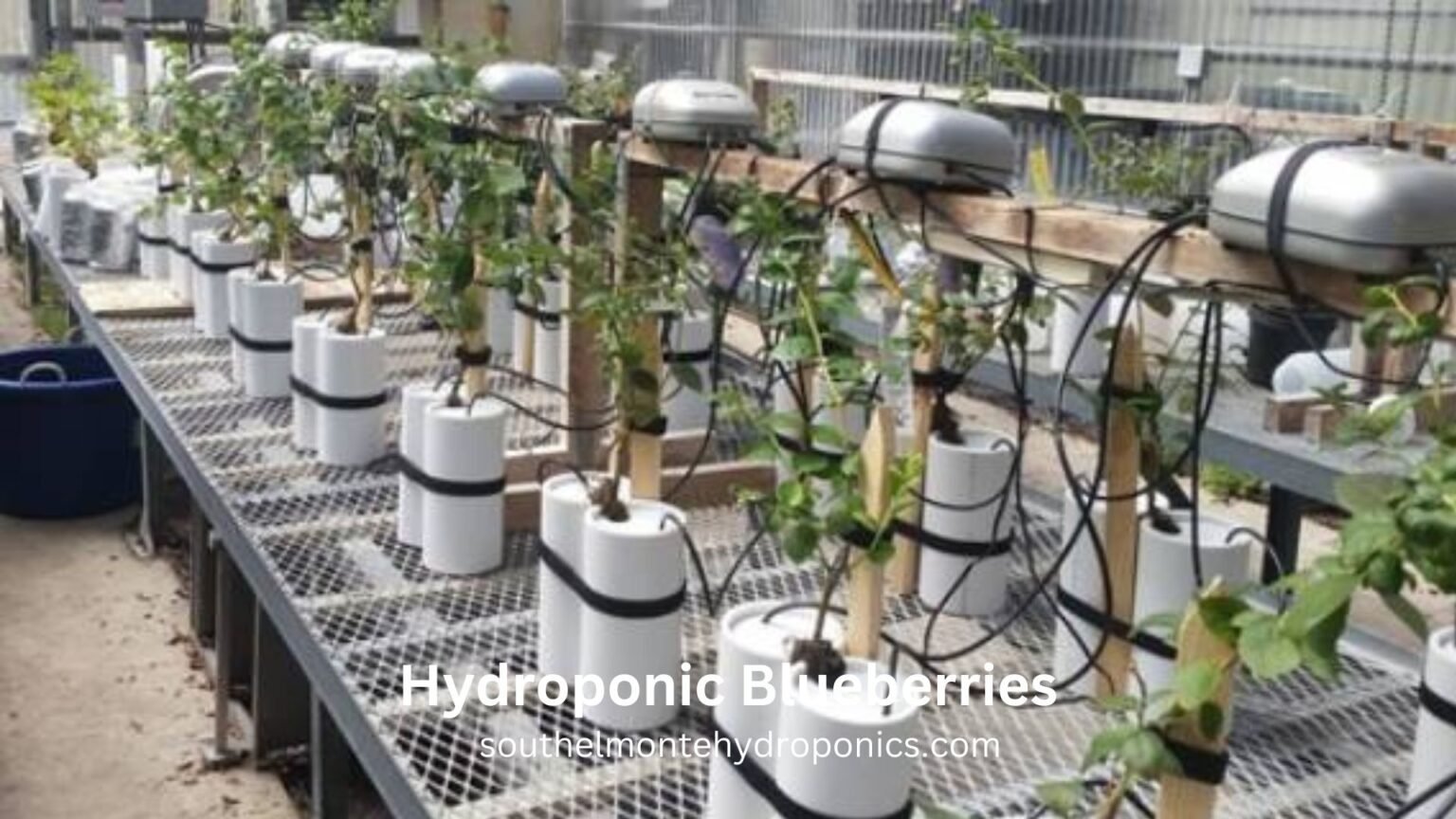 Hydroponic Blueberries: How to Grow best Sweet and Tangy Blueberries in ...
