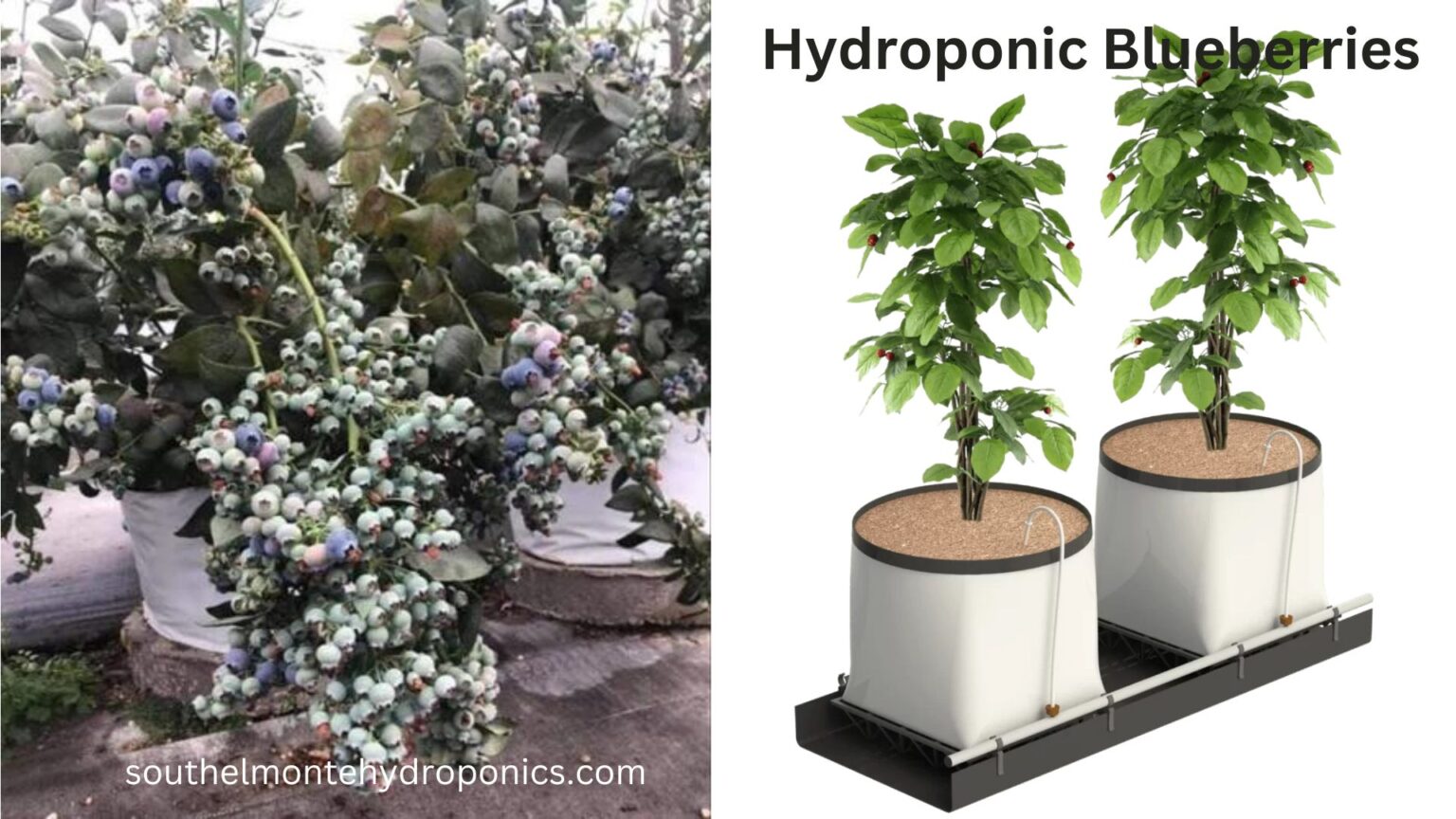 Hydroponic Blueberries: How to Grow best Sweet and Tangy Blueberries in ...