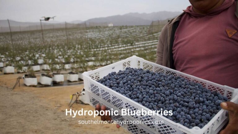 Hydroponic Blueberries: How to Grow best Sweet and Tangy Blueberries in ...