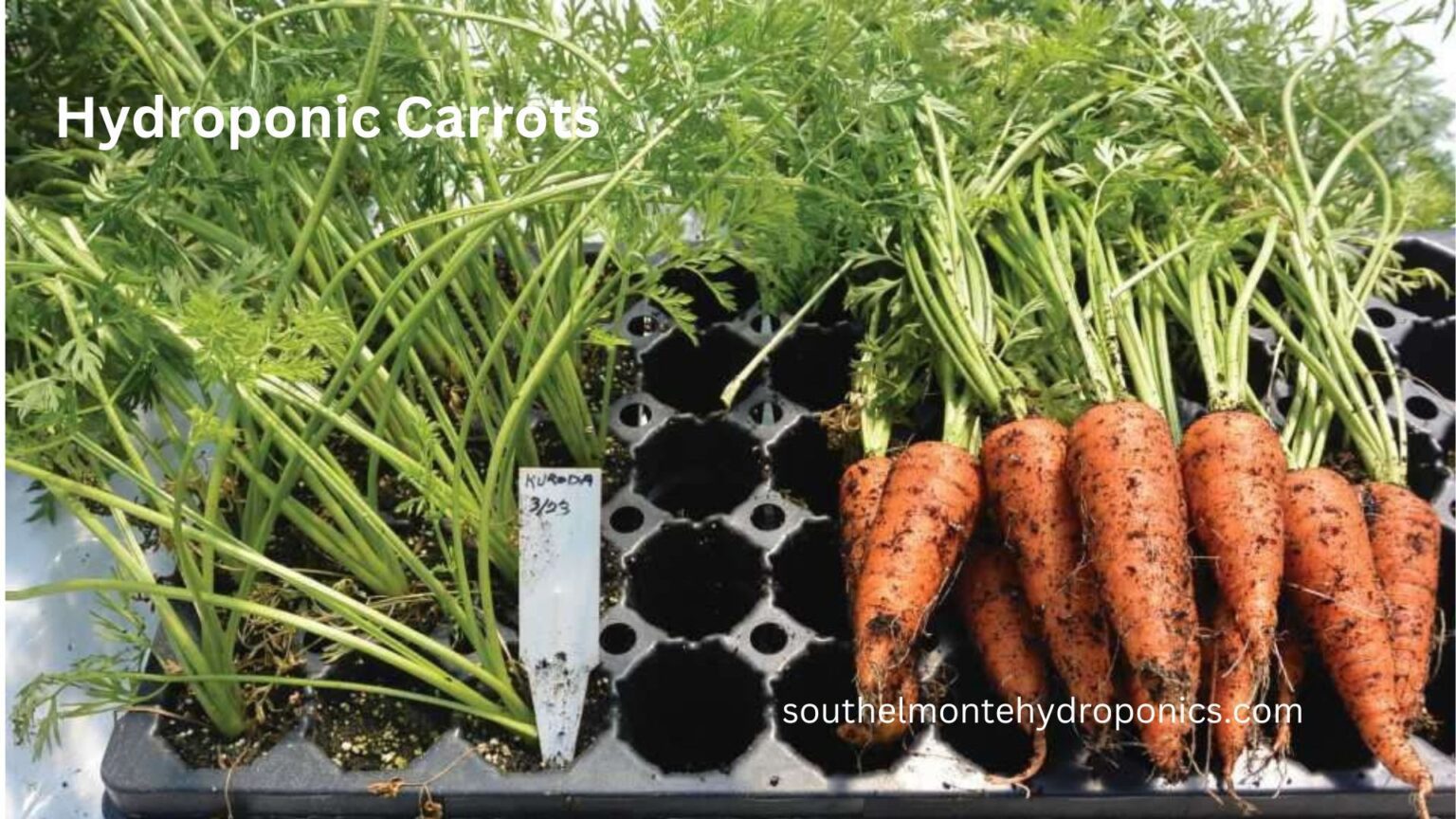 Hydroponic Carrots: Best No.1 Way How to Grow Sweet and Crunchy Carrots ...