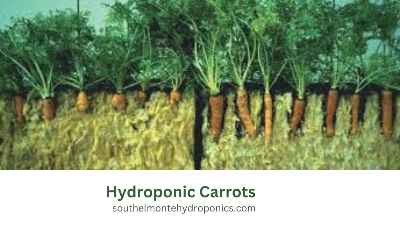 Hydroponic Carrots: Best No.1 Way How to Grow Sweet and Crunchy Carrots ...