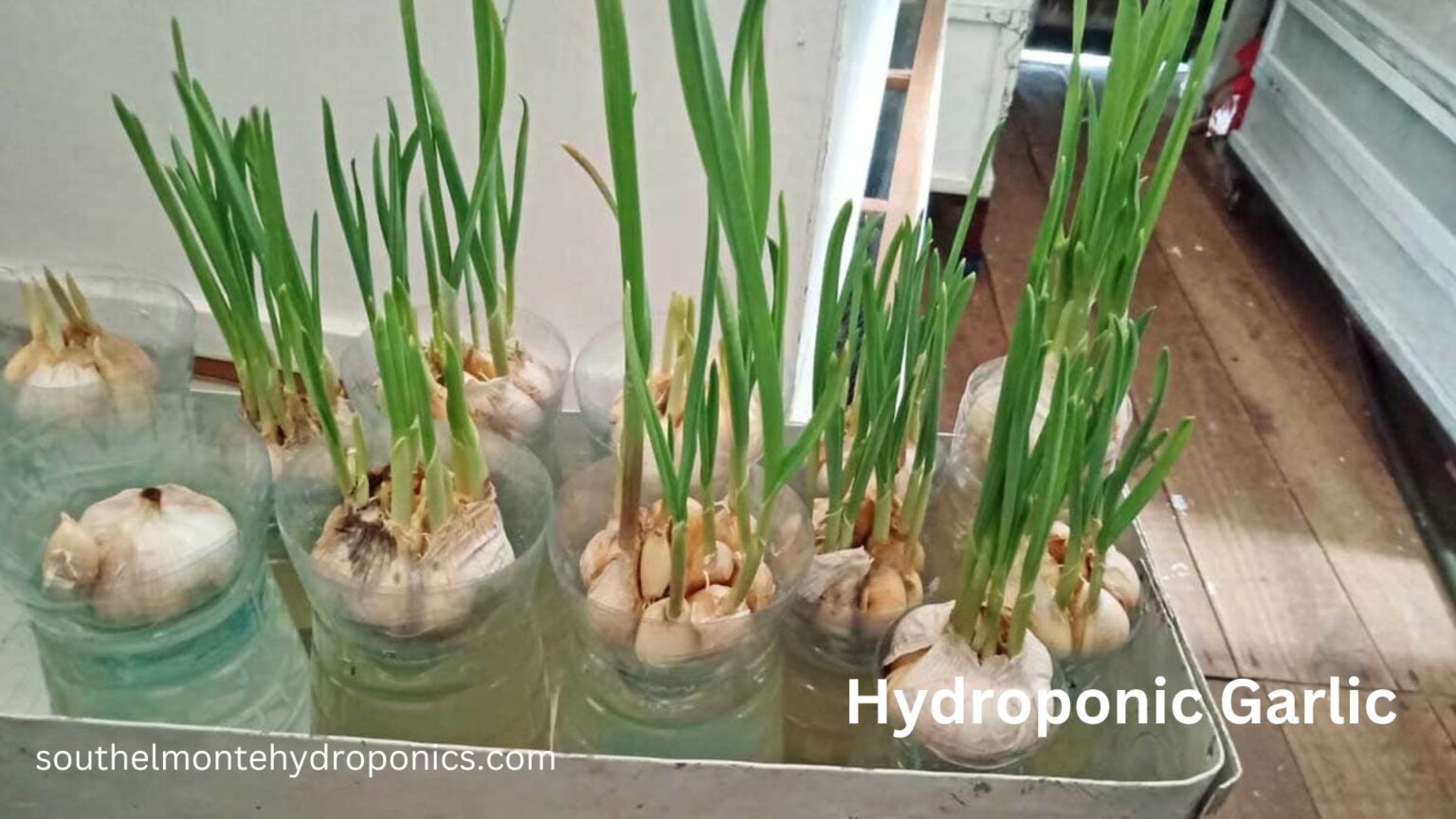 Hydroponic Garlic: No. 1 to Grow the Best Flavorful and Nutritious ...