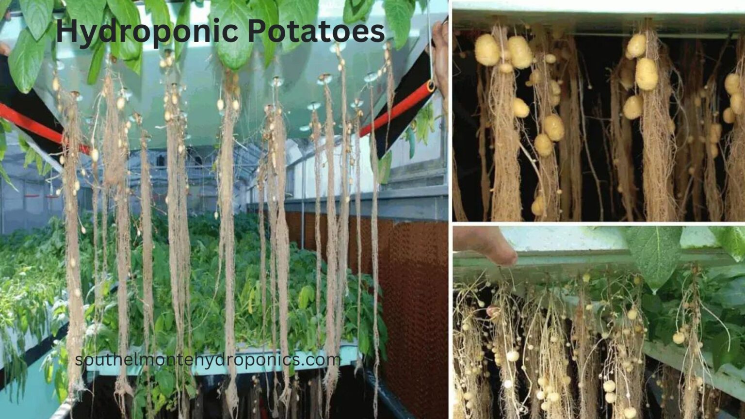 Hydroponic Potatoes: Best No. 1 Way to Build Your Harvest Store For ...
