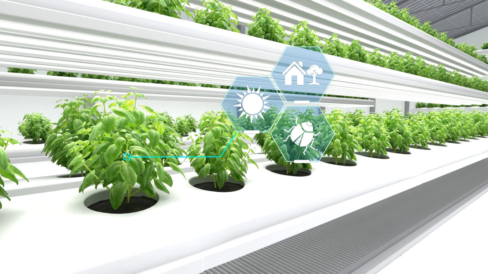 How to Grow Hydroponic Plants in Any Climate: A Practical Guide - South ...