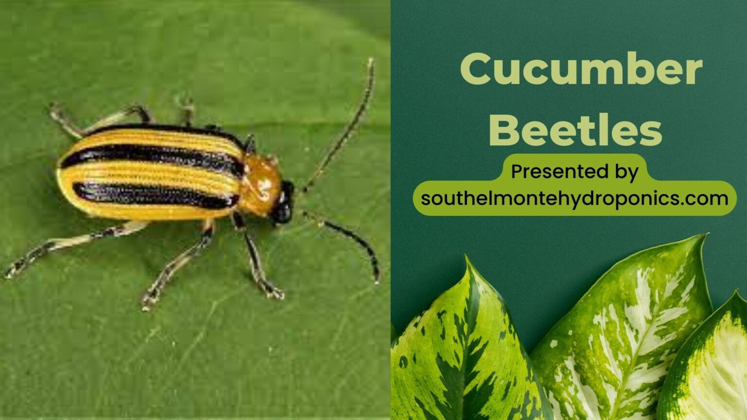 How to Get Rid of Cucumber Beetles: N0 1 Effective Methods to Control ...