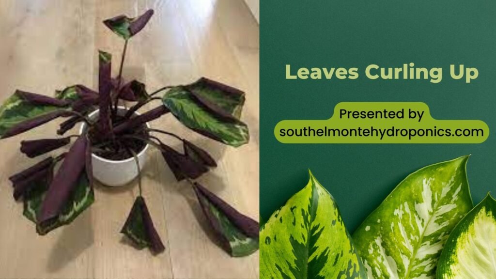 Best Fixing Way for Leaves Curling Up: What It Means, What Causes It ...