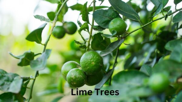 Lime Trees: 10 Varieties You’ll Want to Grow - South Elmonte Hydroponics