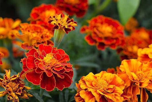 Marigold Flowers: Super Plant, Grow, and Care for Them - South Elmonte ...