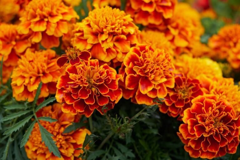 Marigold Flowers: Super Plant, Grow, and Care for Them - South Elmonte ...
