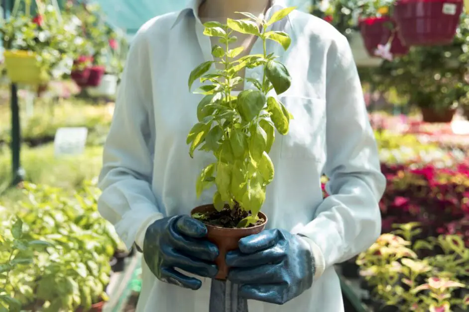 Copper (Cu) Nutrient Deficiencies: Causes, Symptoms, and Solutions for ...