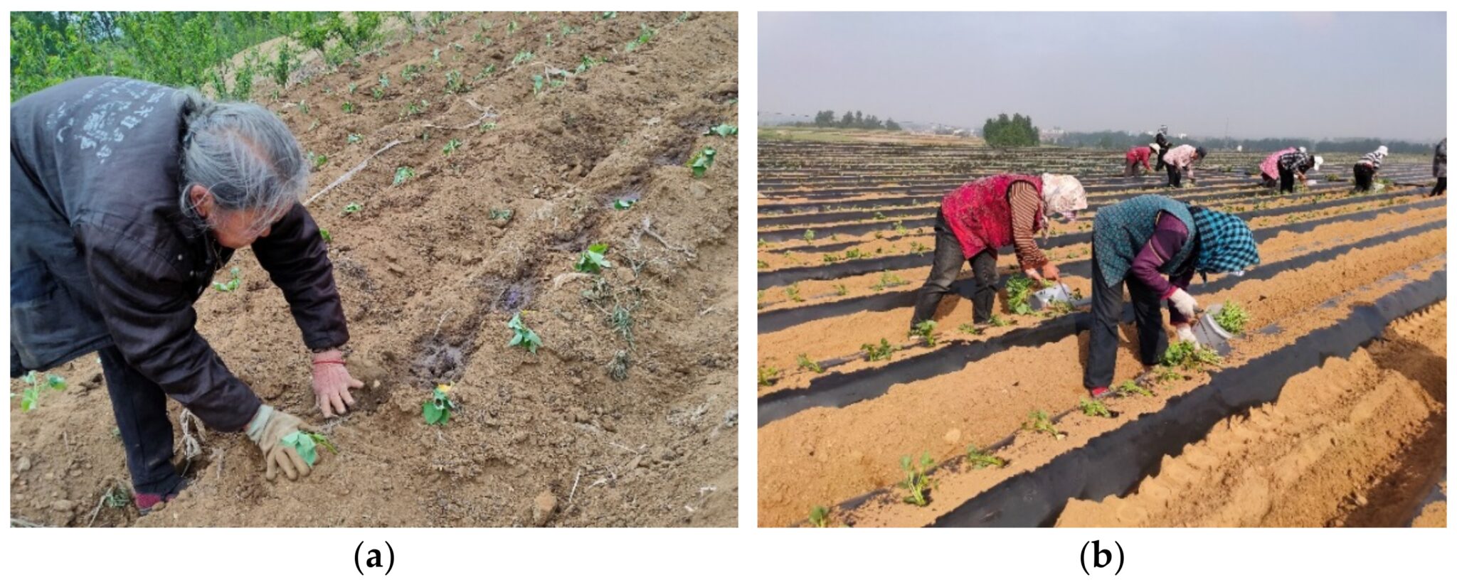 How to Grow Stunning Sweet Potato Vines in Your Garden - South Elmonte ...