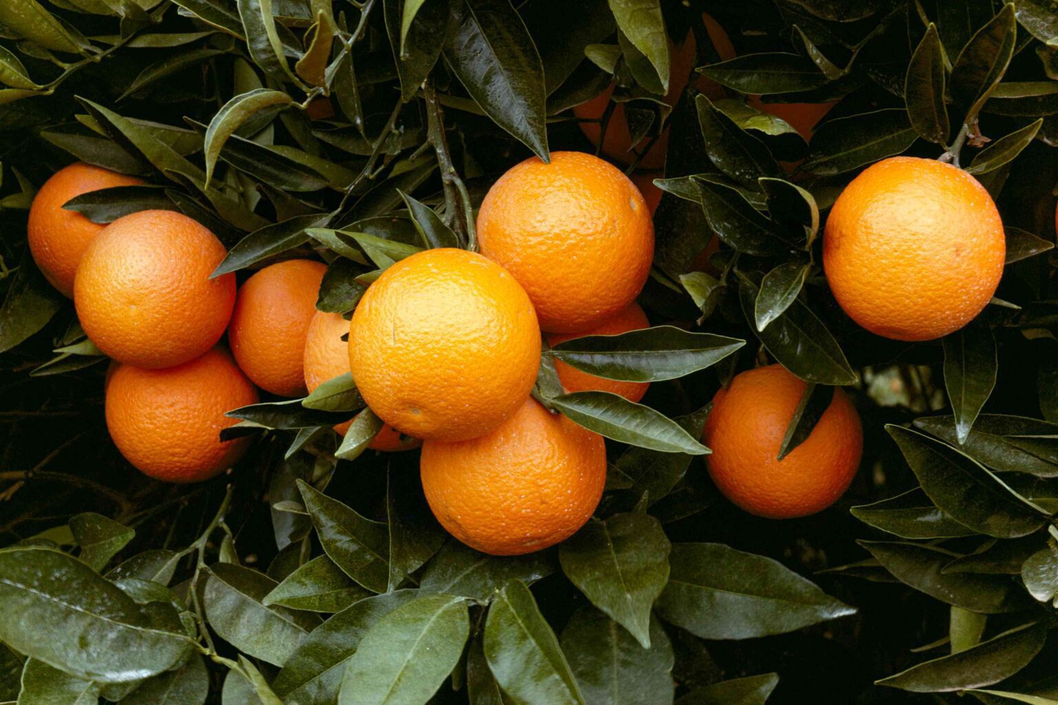 Navel Orange Tree Care: How to Grow and Harvest These Super Sweet ...