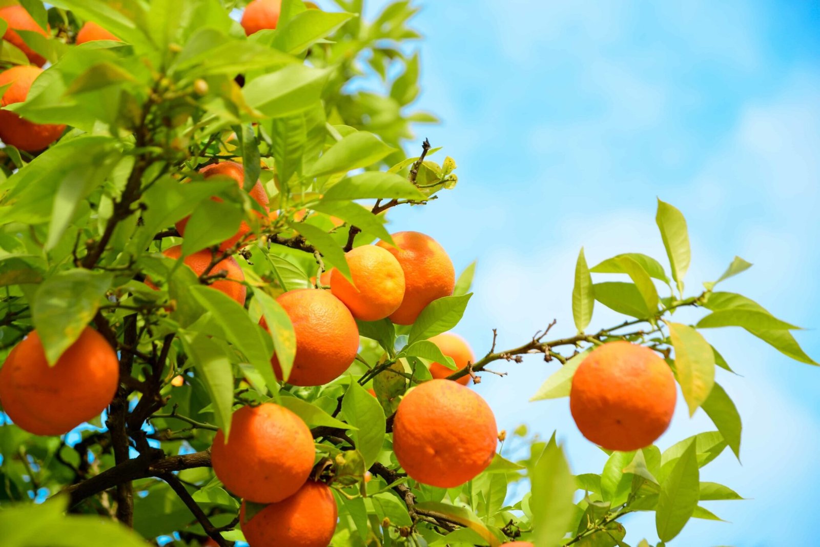 Navel Orange Tree Care: How to Grow and Harvest These Super Sweet ...