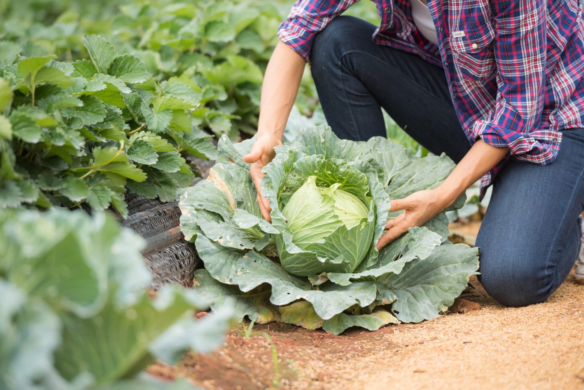 How to Get Rid of Cabbage Worms: Effective Methods to Control