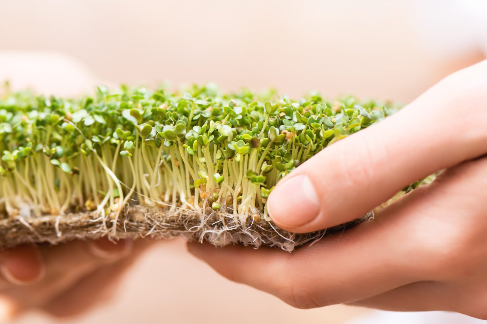 How to Grow Hydroponic Plants Vertically in the Desert: A Challenge ...