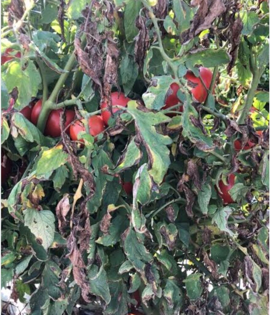 How to Identify and Treat Verticillium Wilt in Your Plants - South ...