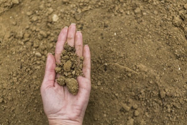 Copper (Cu) Nutrient Deficiencies: Causes, Symptoms, and Solutions for ...