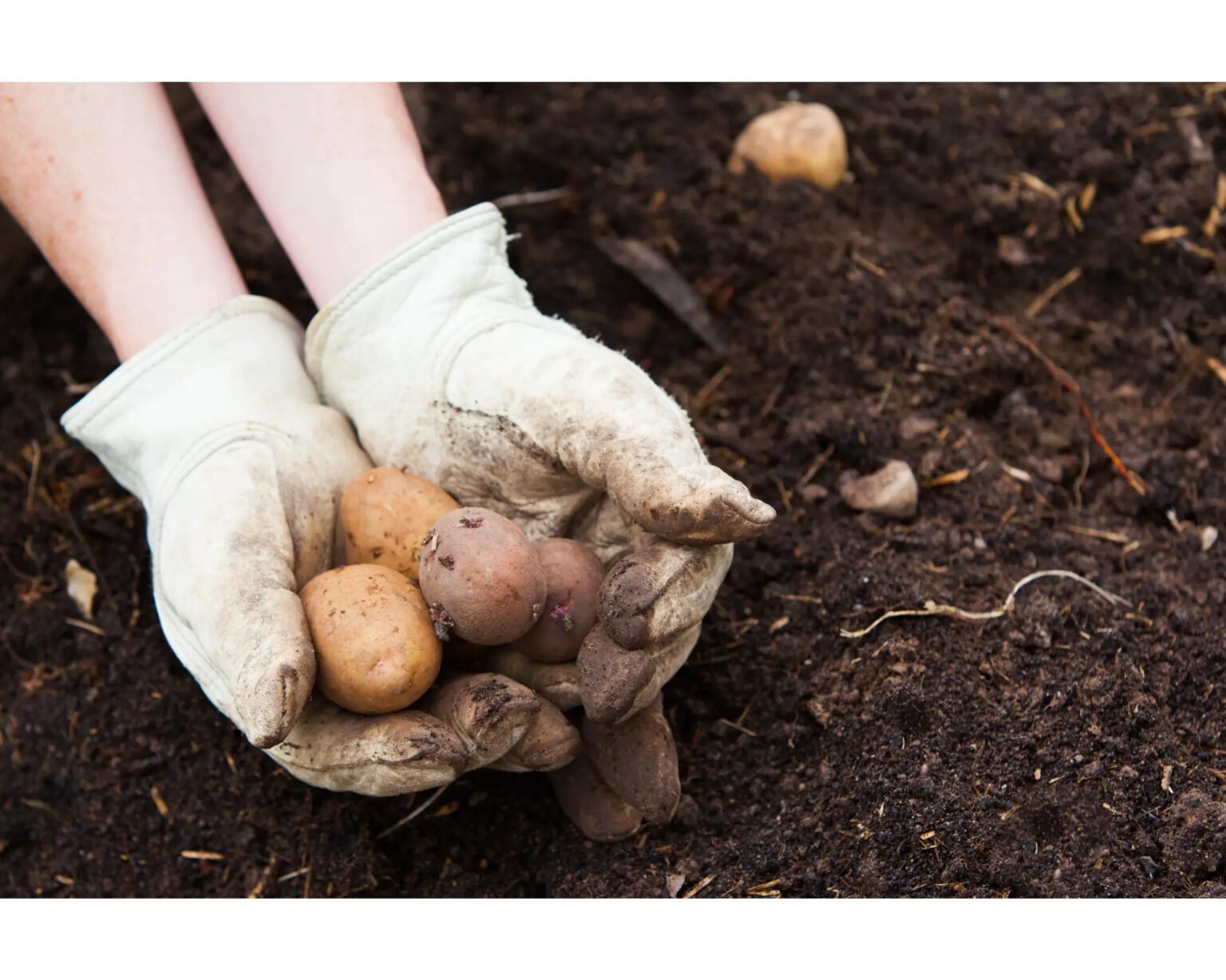 How to Grow Hydroponic Potatoes in Your Home - South Elmonte Hydroponics
