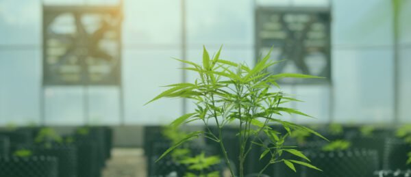 How to Increase Airflow in Your Grow Room: Tips and Techniques - South ...