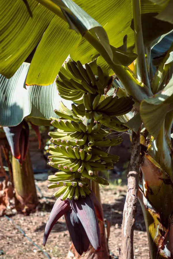 Dwarf Banana Tree: A Tropical Treat for Your Garden - South Elmonte ...