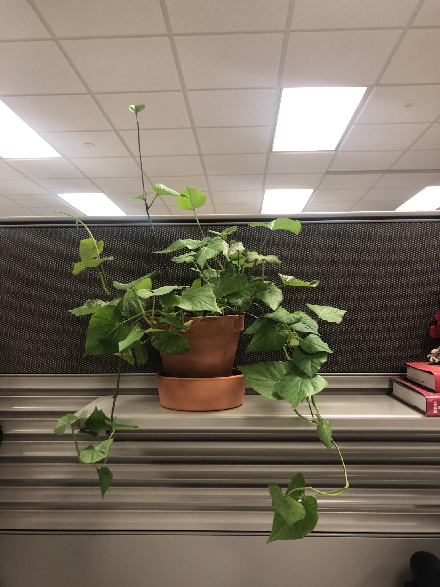 Coleus: Planting, Growing, and Caring - South Elmonte Hydroponics