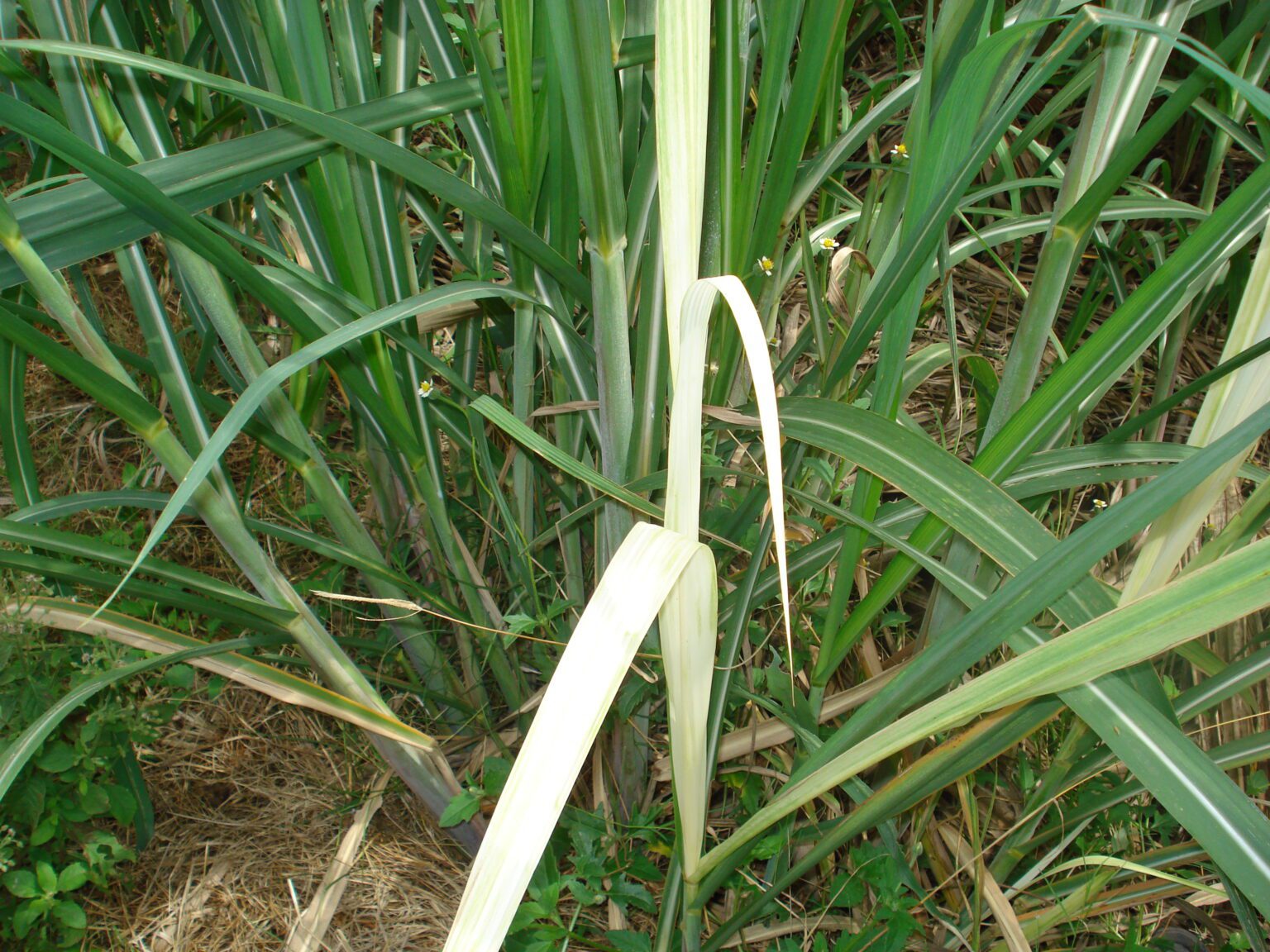 How to Recognize and Correct Silicon Deficiency in Your Plants - South ...