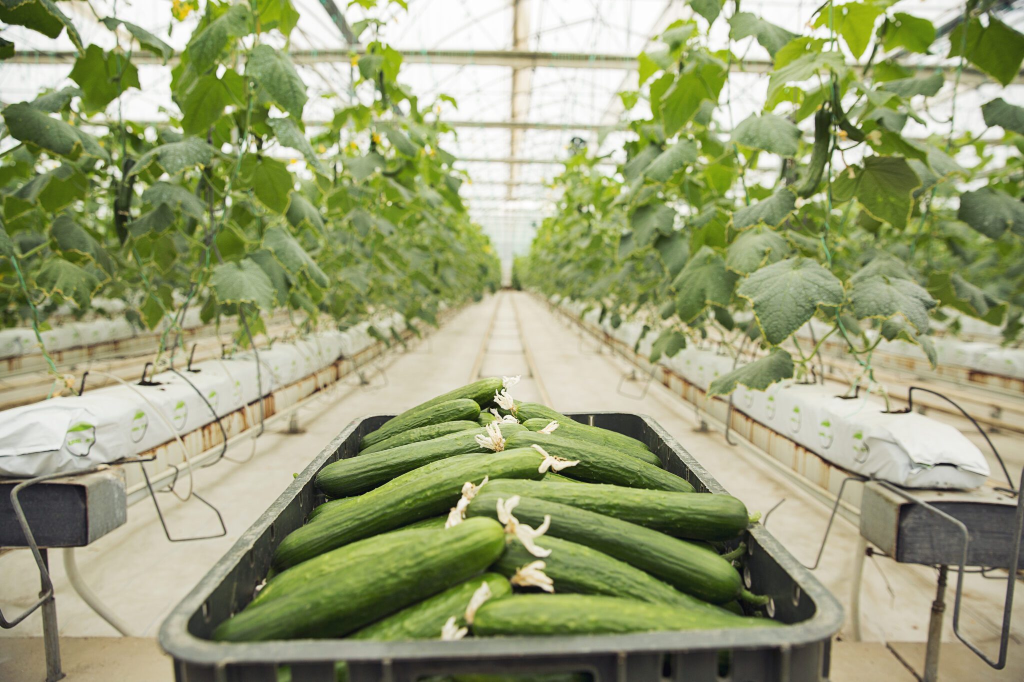 Hydroponic Cucumbers: The Ultimate Growing Guide - South Elmonte ...