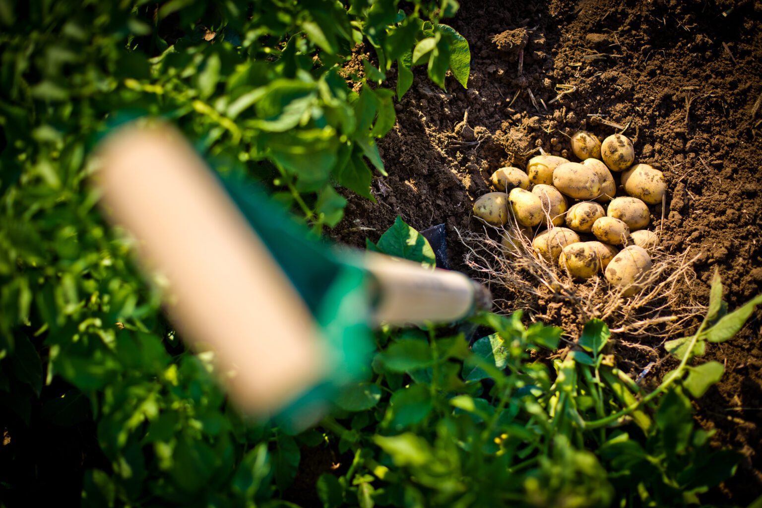 A Step-by-Step Guide to Setting Up Your Own Hydroponic Potato System ...