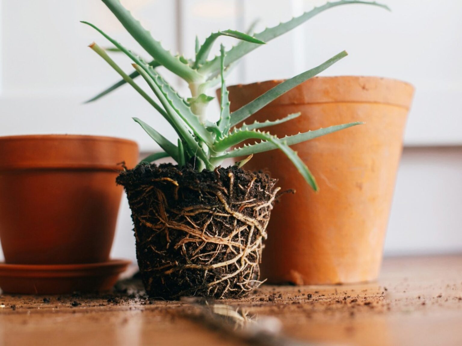 Root Bound Plants: What They Are, How to Prevent Them, and How to Fix ...