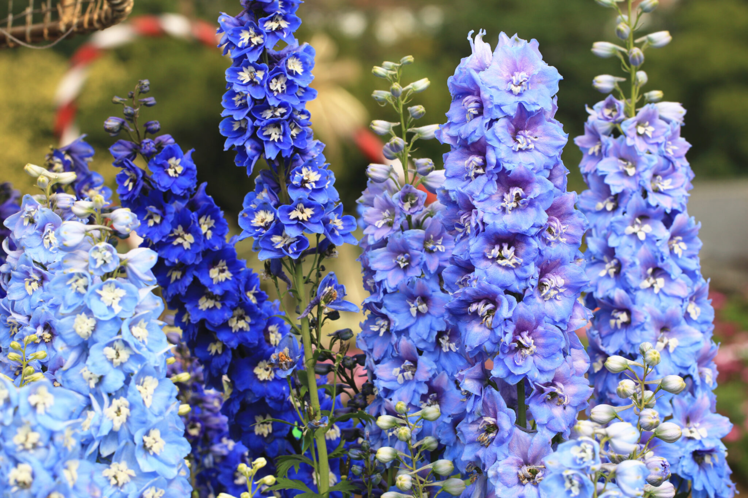 How to Grow Delphinium: A Guide to Growing These Stunning and Tall ...