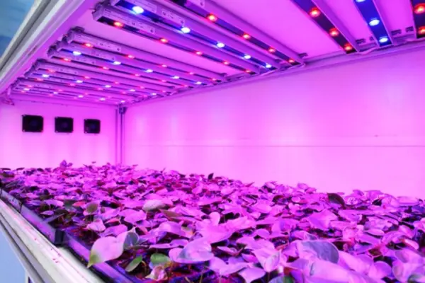UV Light for Plants: Benefits, Risks, and How to Use It Safely - South ...