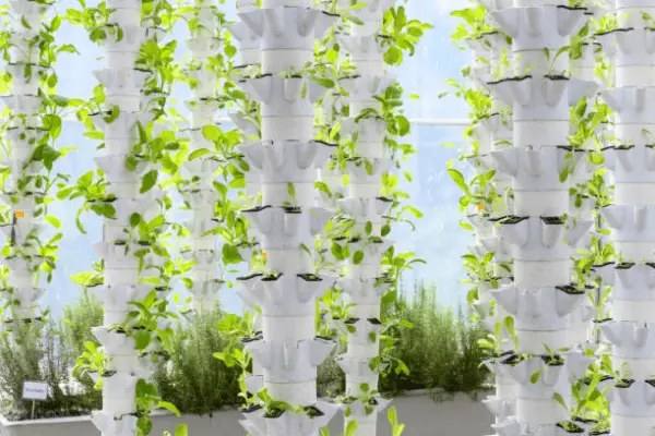 Rockwool Benefits: 12 Reasons to Use It in Your Hydroponic System ...