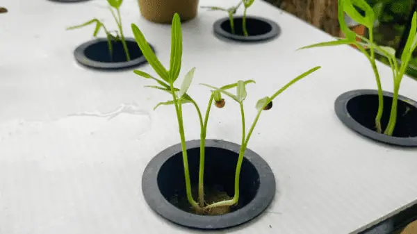 Rockwool Benefits: 12 Reasons to Use It in Your Hydroponic System ...