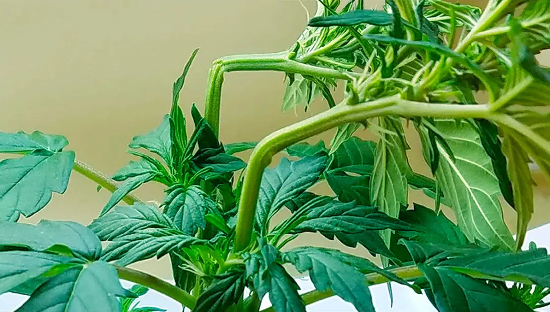Super Cropping: How to Use This Technique to Boost Your Yield and ...