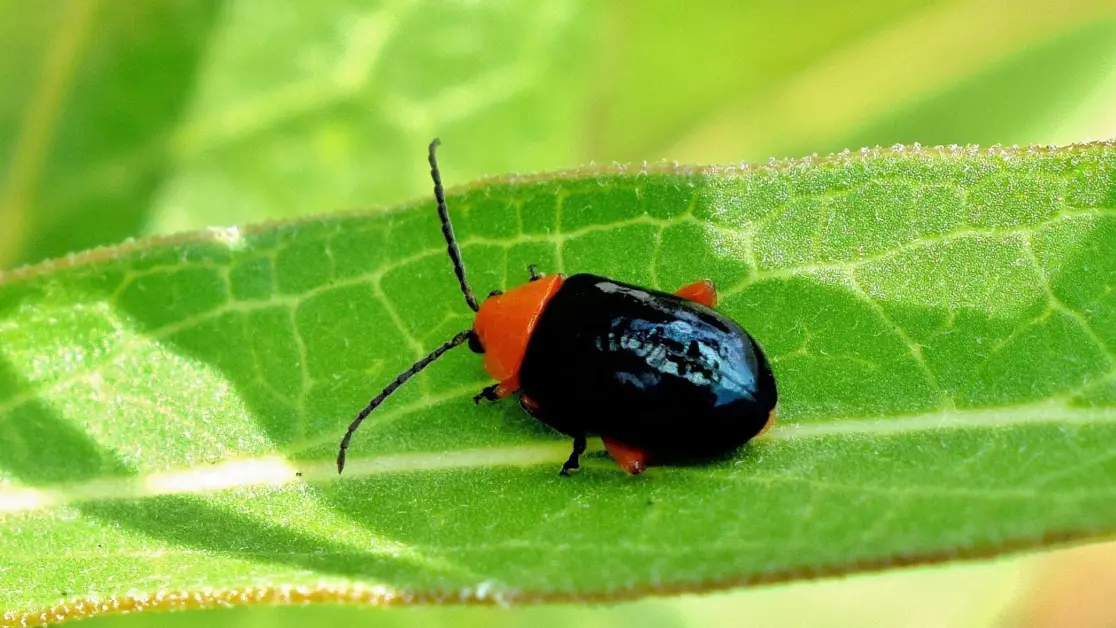 How to Repel Flea Beetles: 5 Effective Ways to Manage and Stop These ...
