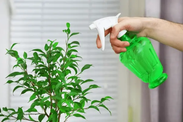 Foliar Spray: What It Is, How It Works, and How to Use It for Your ...
