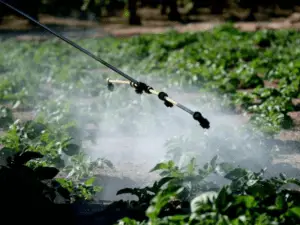Foliar Spray: What It Is, How It Works, and How to Use It for Your ...