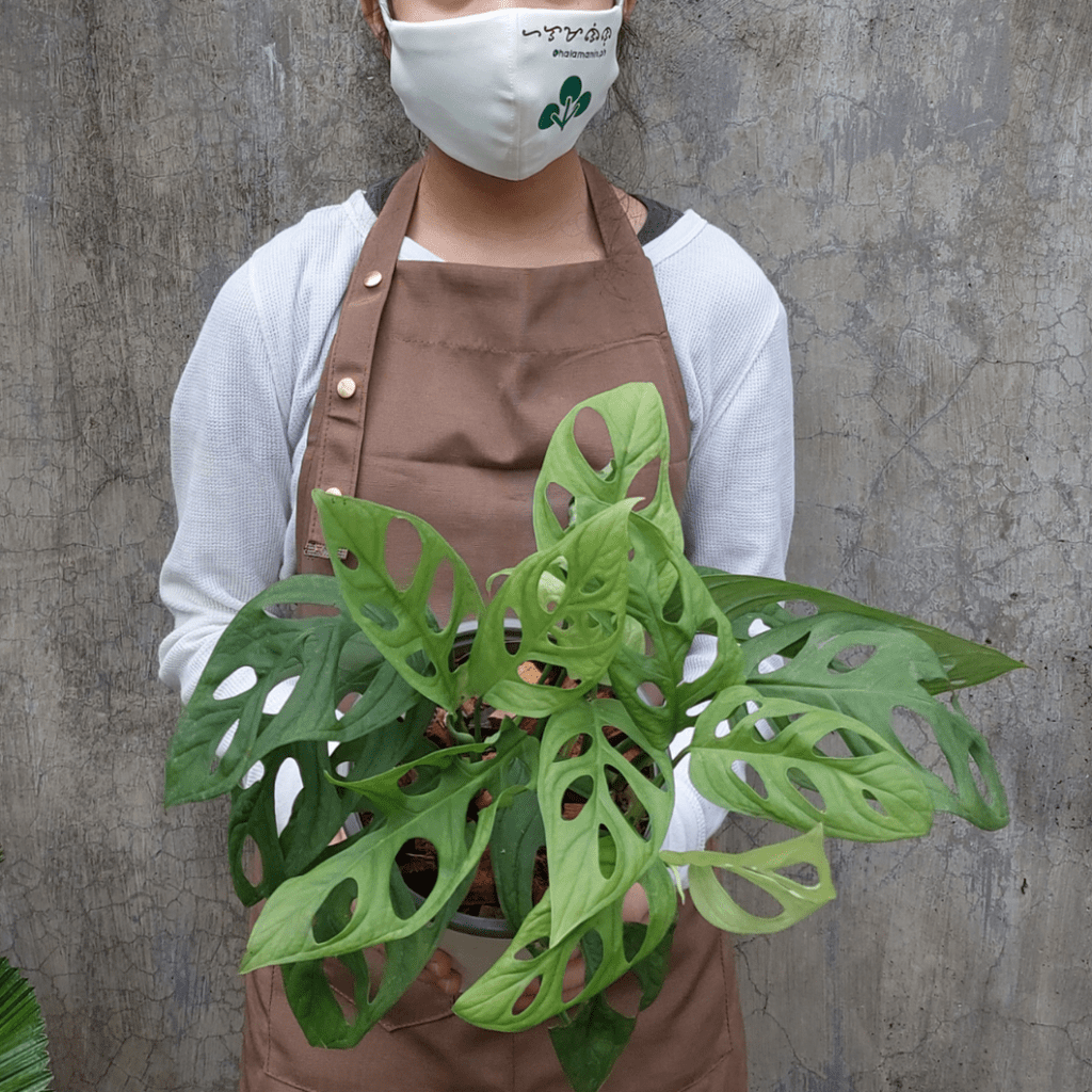 Monstera Adansonii: How to Grow This Stunning Plant - South Elmonte ...